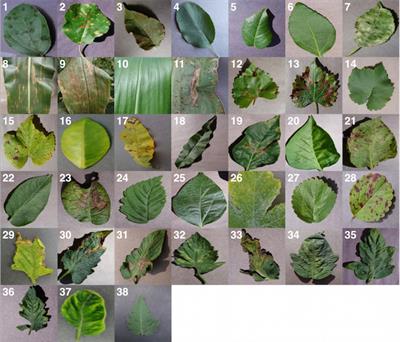Frontiers | Using Deep Learning for Image-Based Plant Disease Detection